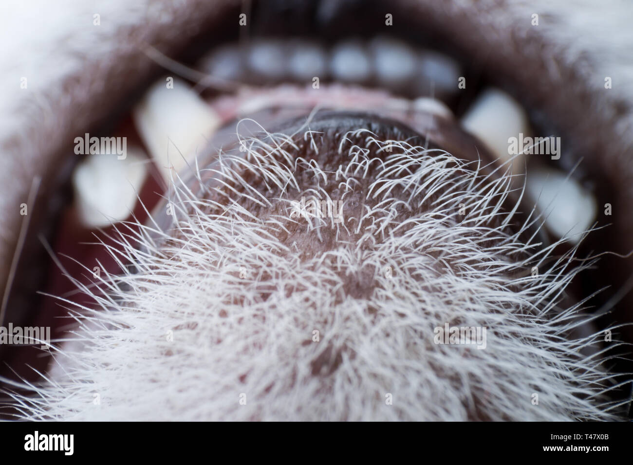 feline acne concept Stock Photo - Alamy