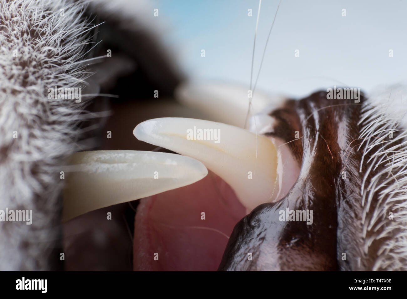 Cat teeth side view hi-res stock photography and images - Alamy