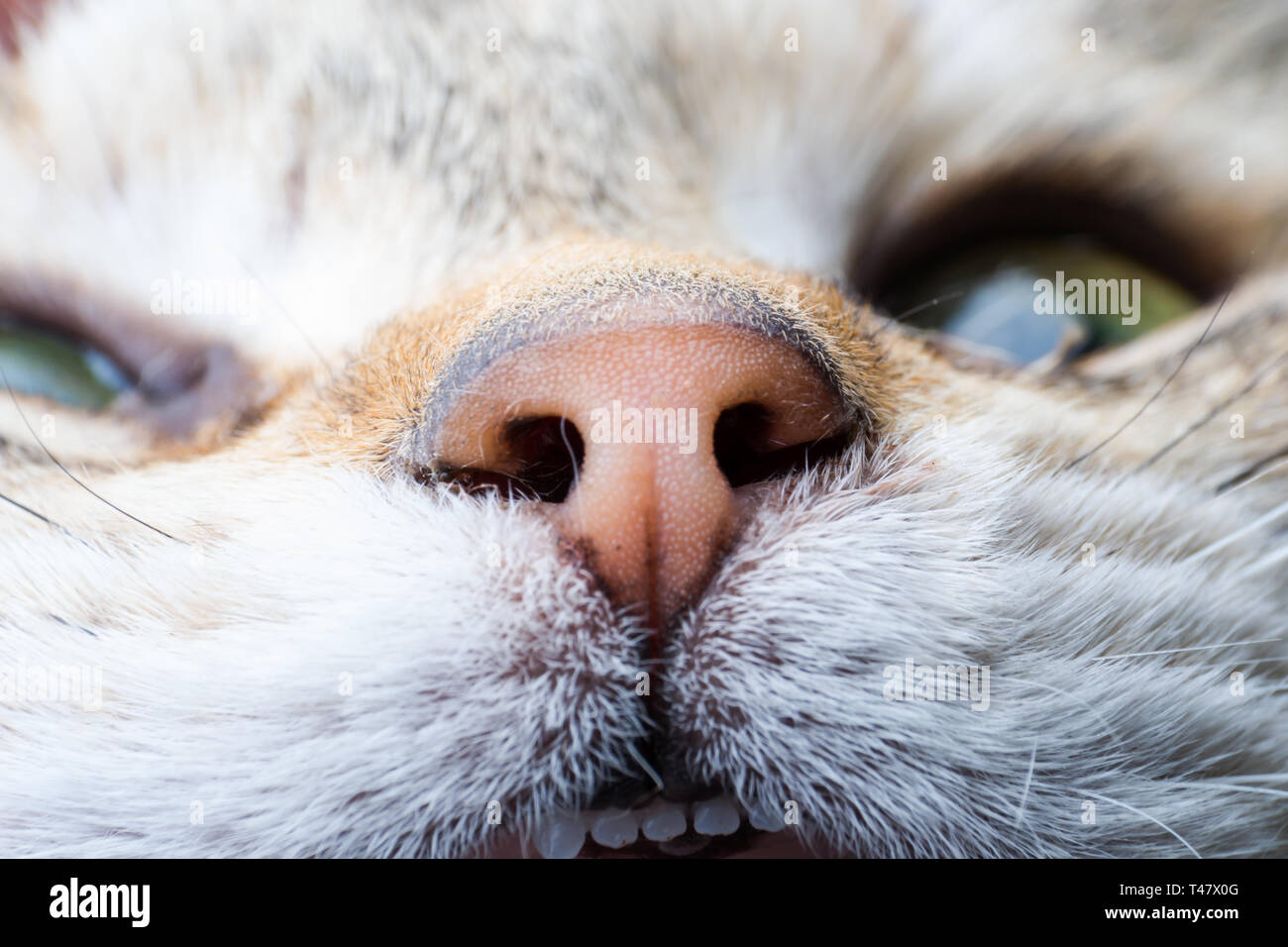 cat nose closeup front view Stock Photo - Alamy