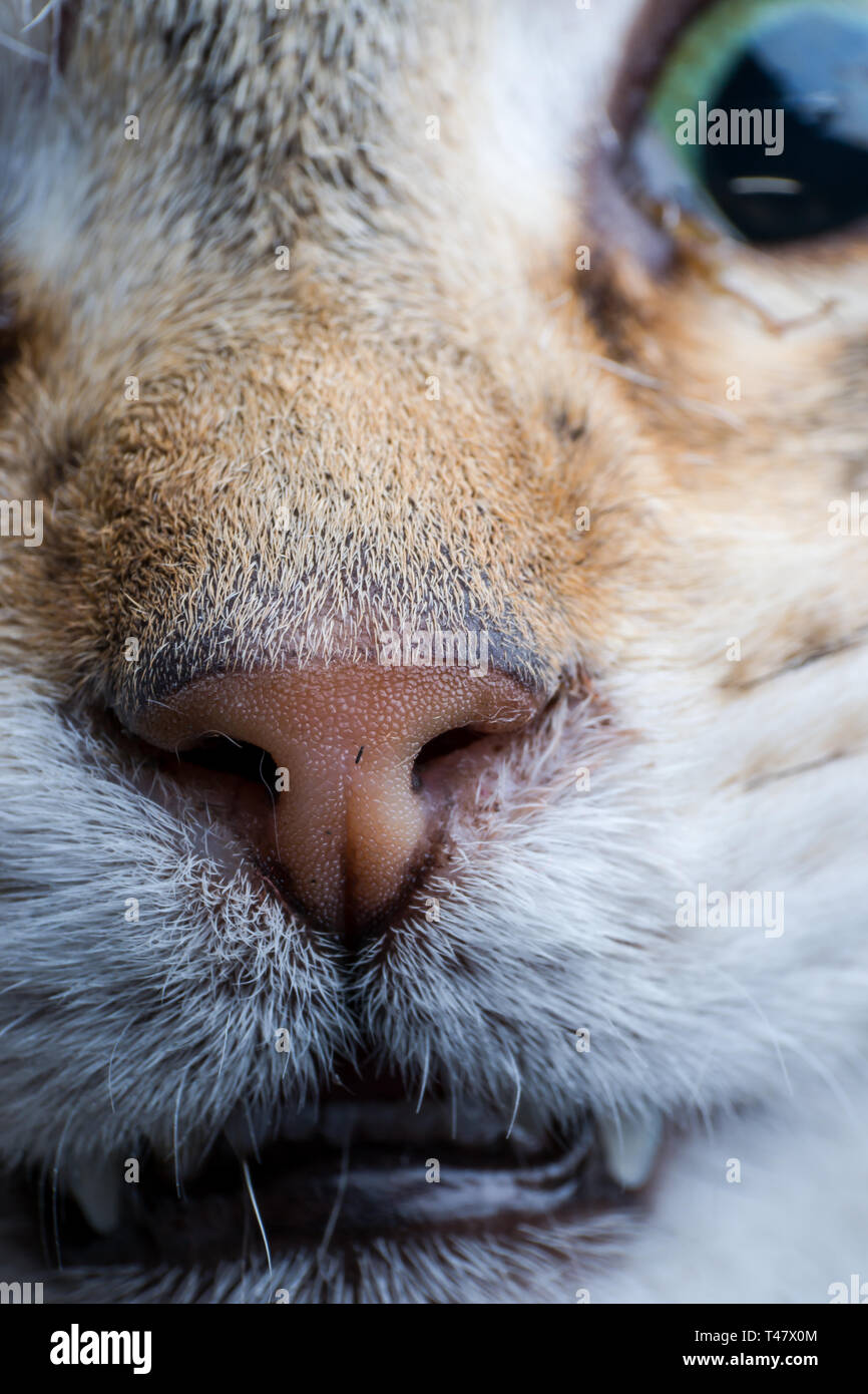cat nose closeup front view Stock Photo - Alamy