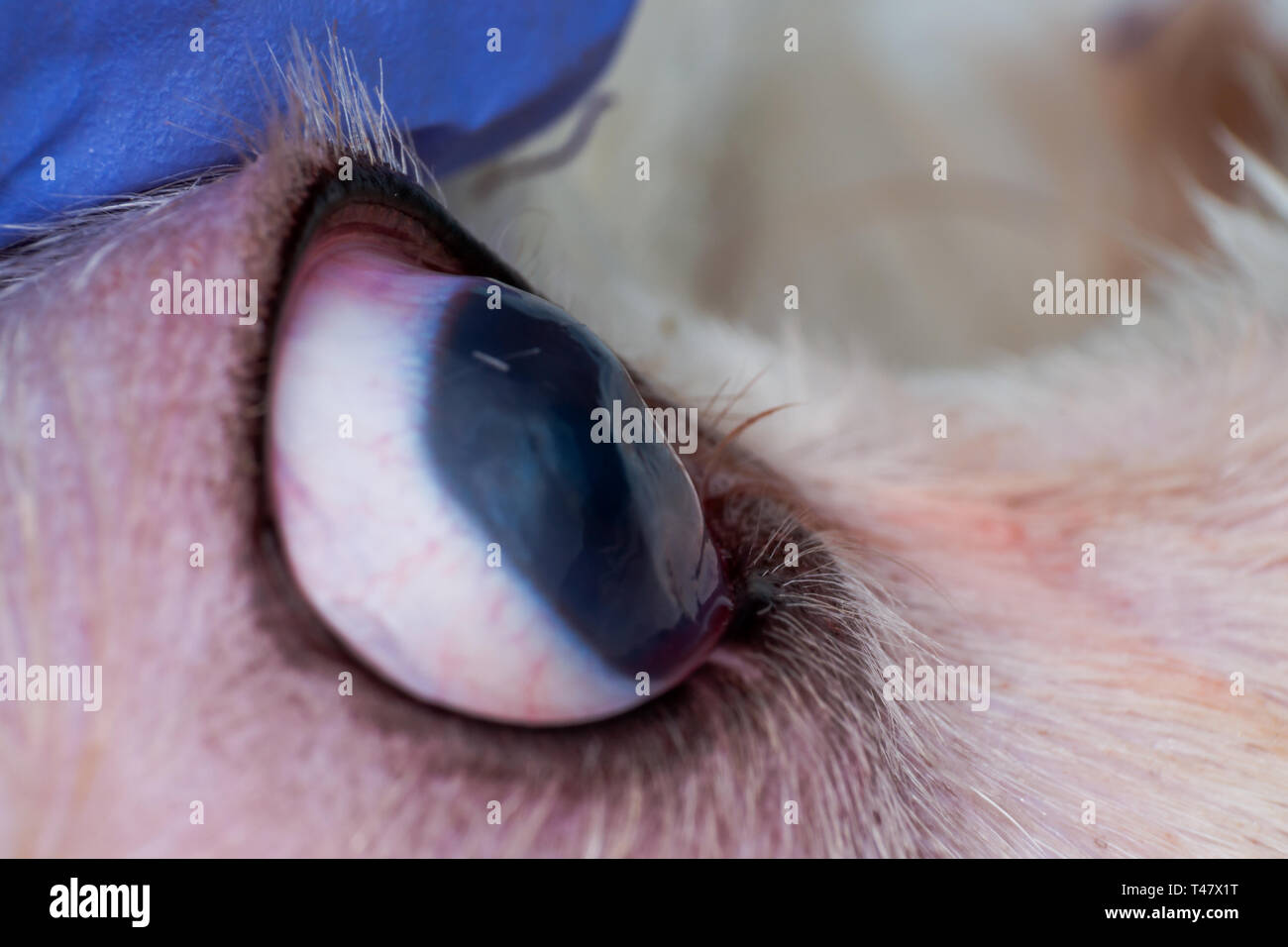 eye of a dog with deep corneal ulcer closeup Stock Photo - Alamy