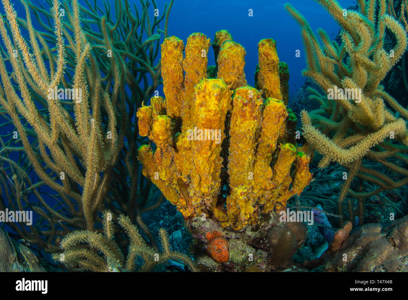 Reef scenery, Yellow tube sponge (Aplysina fistularis)coral fire and ...