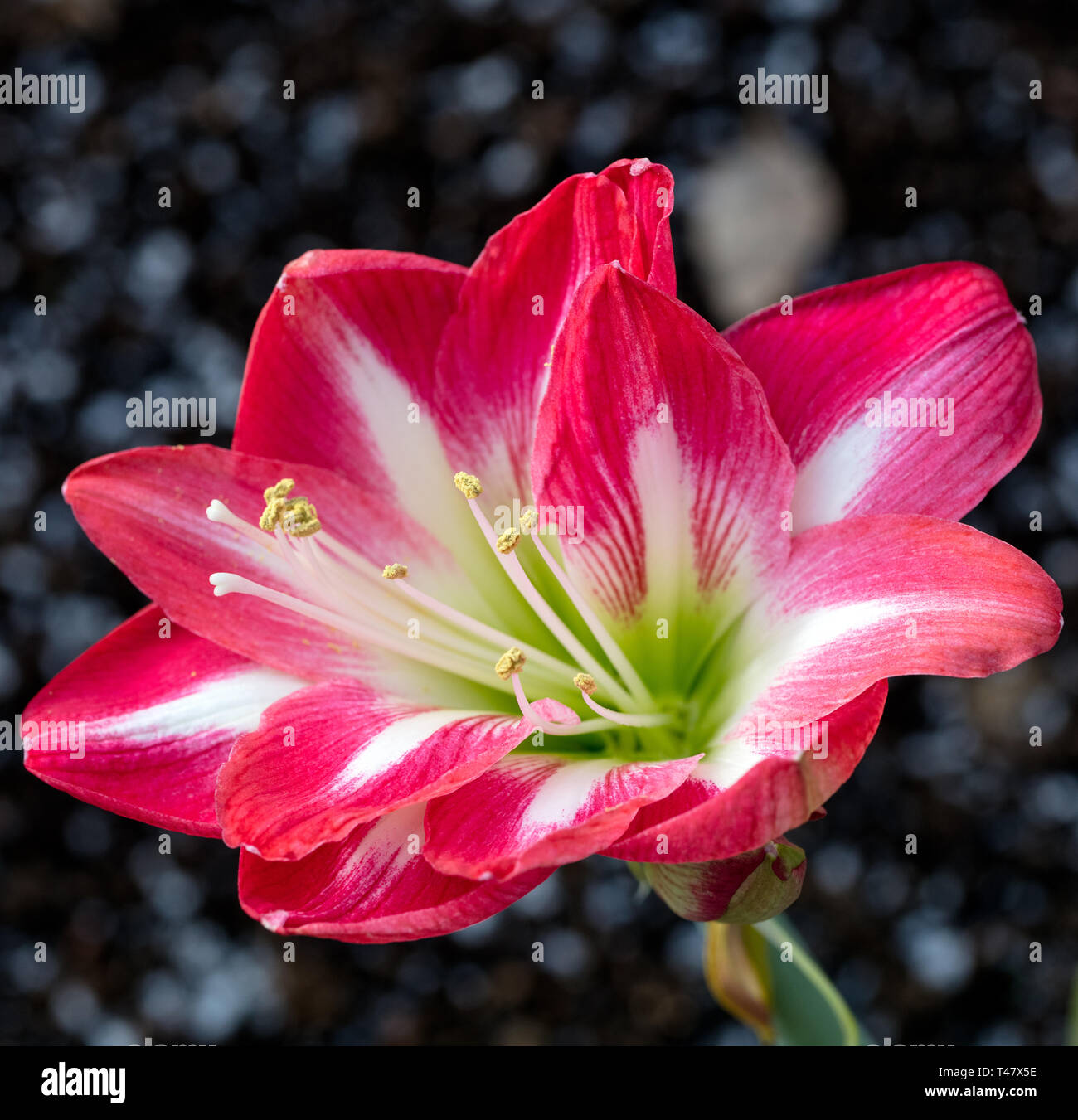 'Exposure' Hippeastrum, Amaryllis (Hippeastrum x hortorum Stock Photo ...
