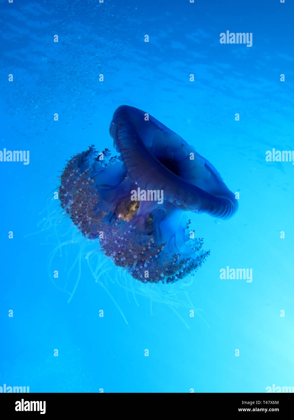 Cauliflower jellyfish (Cephea cephea) Taking in Red Sea, Egypt Stock ...