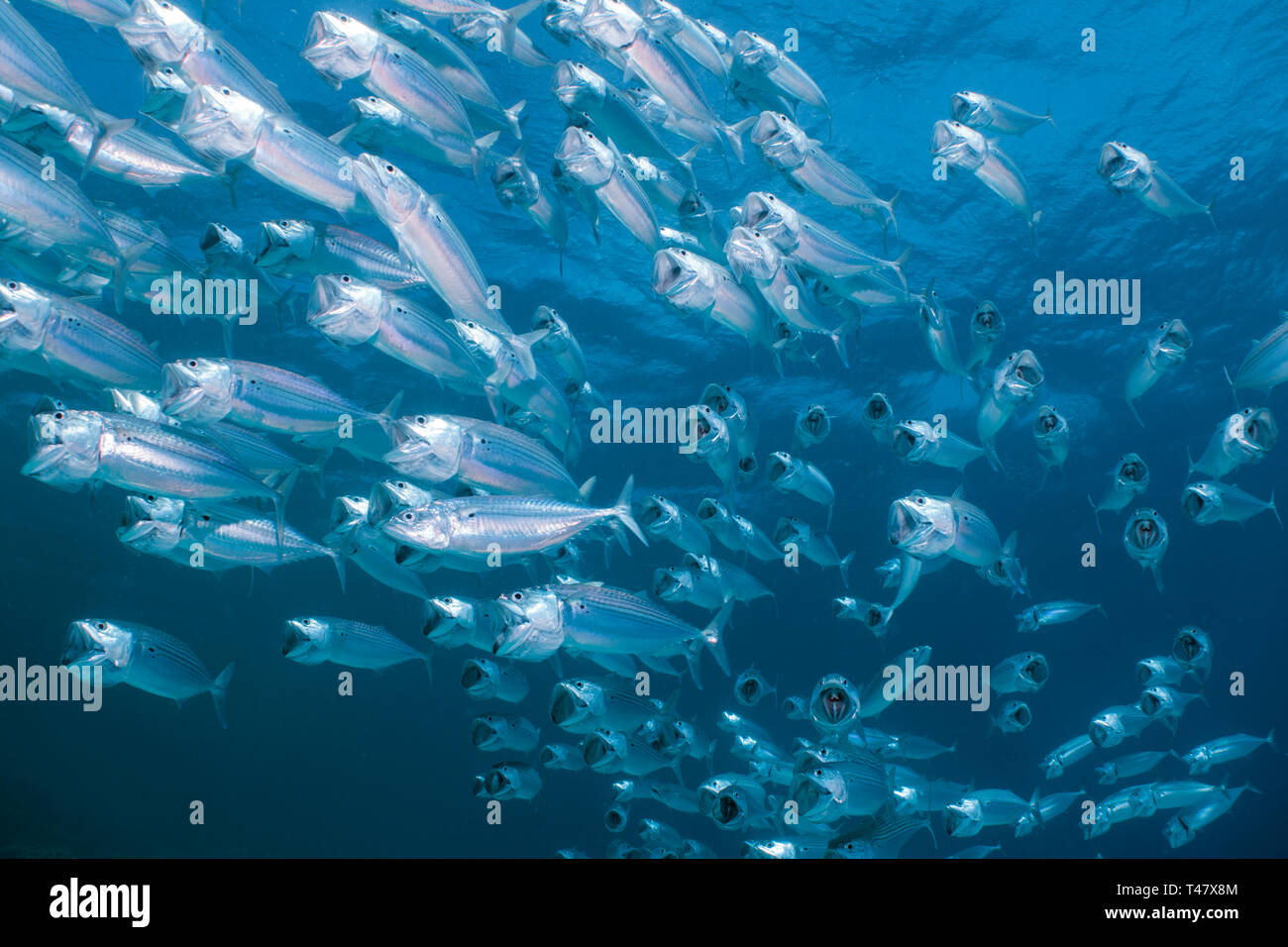 Large school of striped Mackerel feeding on a coral reef in the Red Sea ...