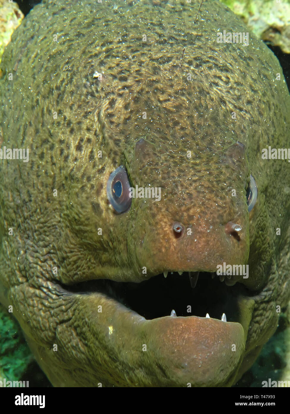 Giant moray (Gymnothorax javanicus Stock Photo - Alamy
