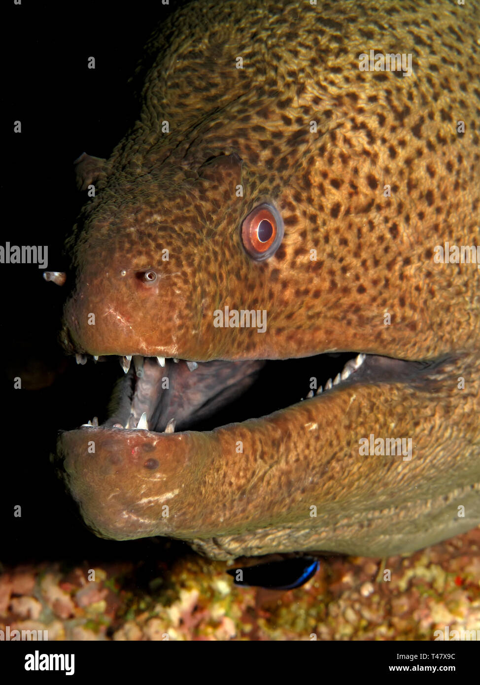 Giant moray (Gymnothorax javanicus Stock Photo - Alamy