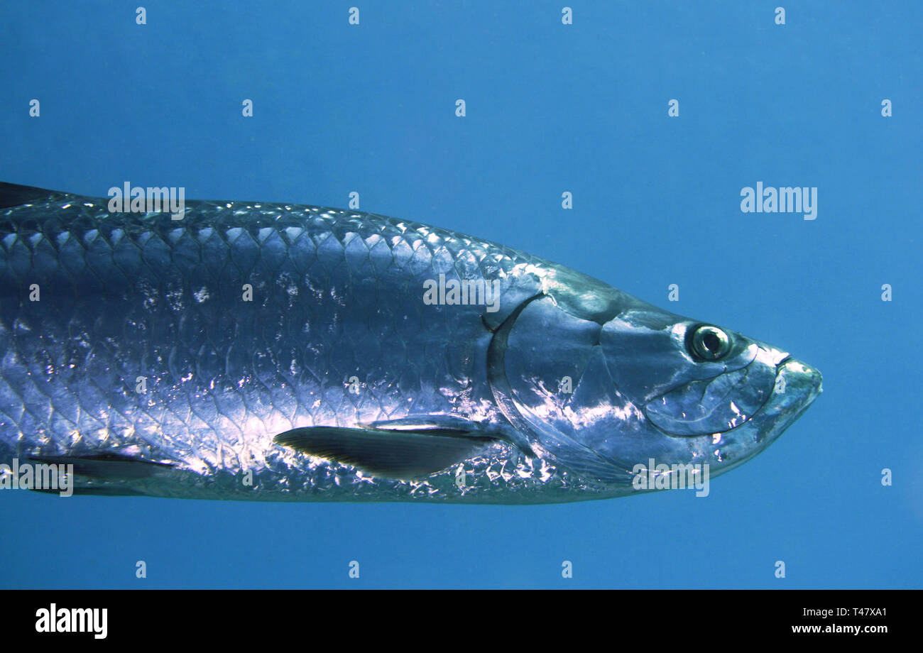 A Tarpon Swimming by in the Caribbean Sea Stock Photo - Alamy