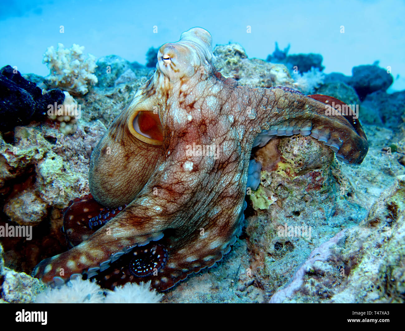 Octopus couple sea hi-res stock photography and images - Alamy