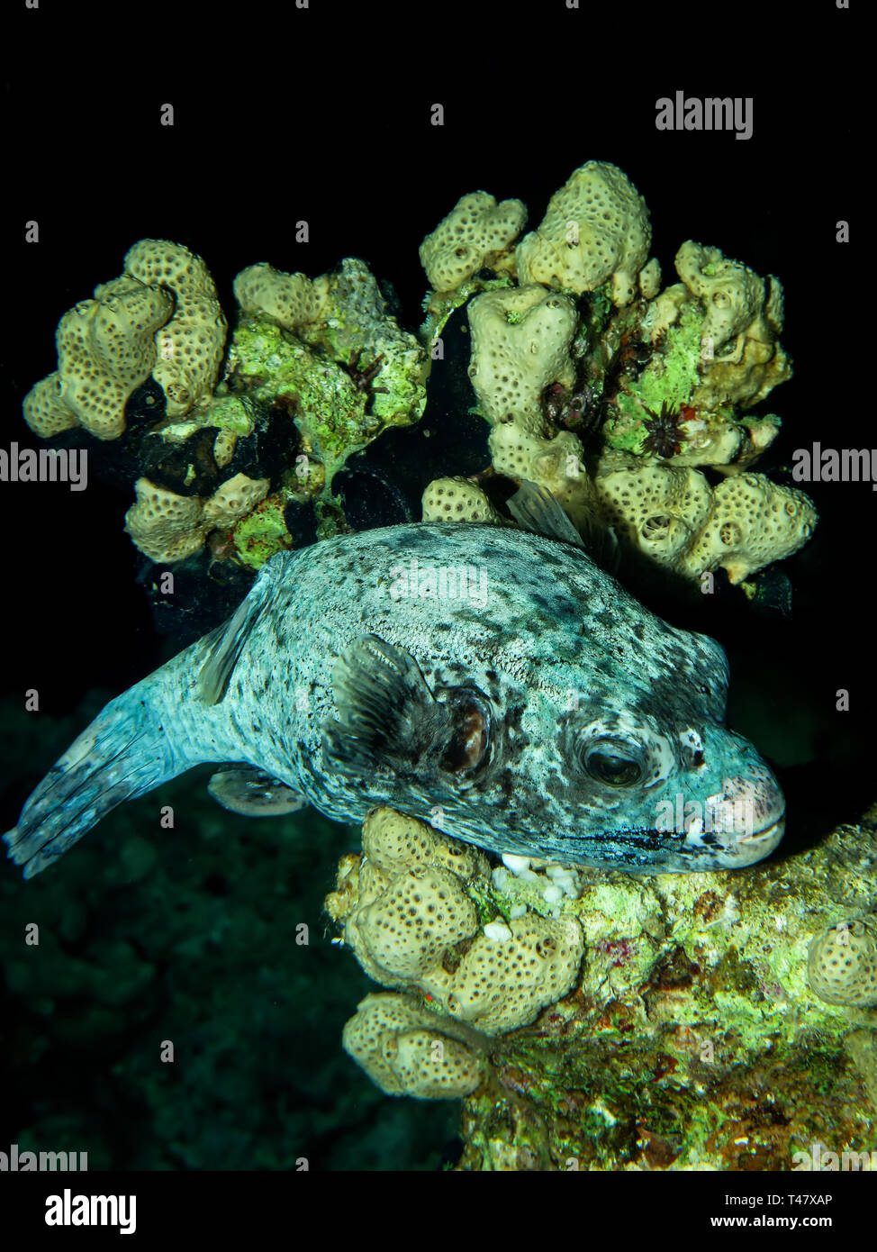 Masked puffer fish in the red sea hi-res stock photography and images ...
