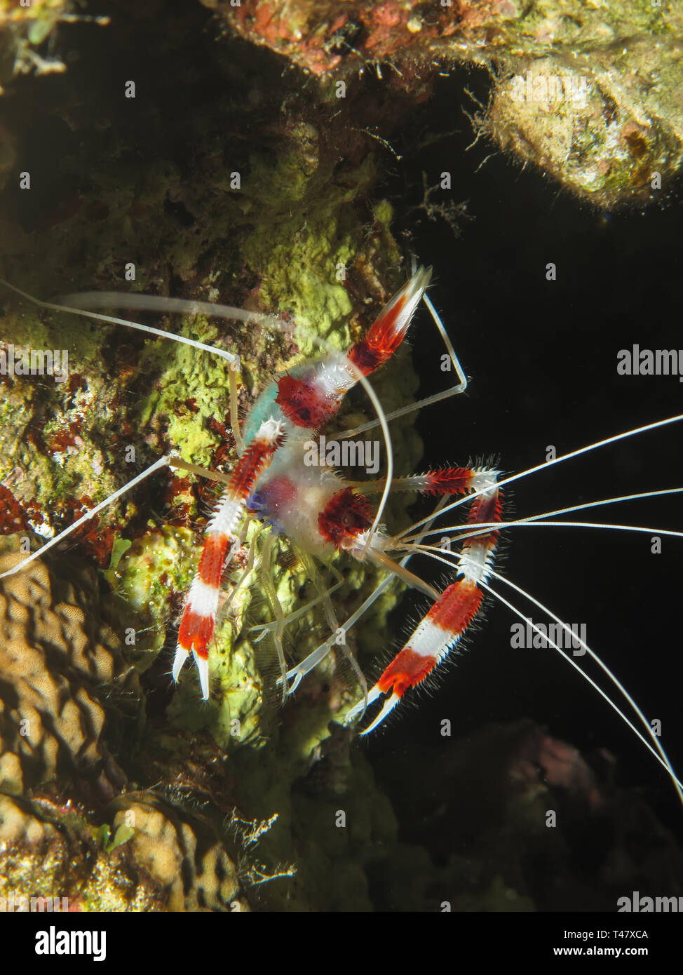 Boxer shrimp stenopus hispidus hi-res stock photography and images - Alamy