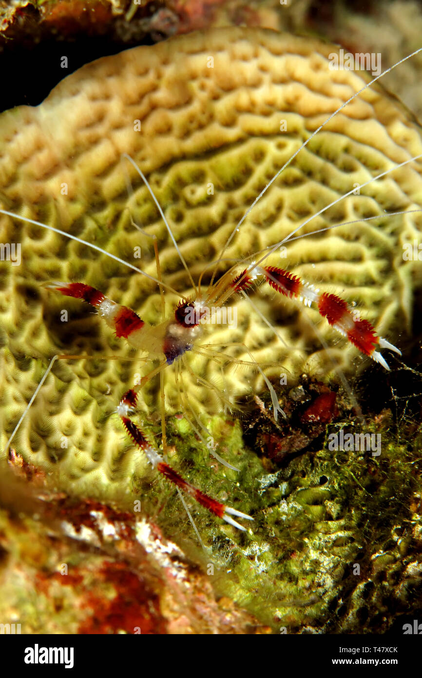 Boxer shrimp. (Stenopus hispidus).Taking in Red Sea, Egypt Stock Photo ...