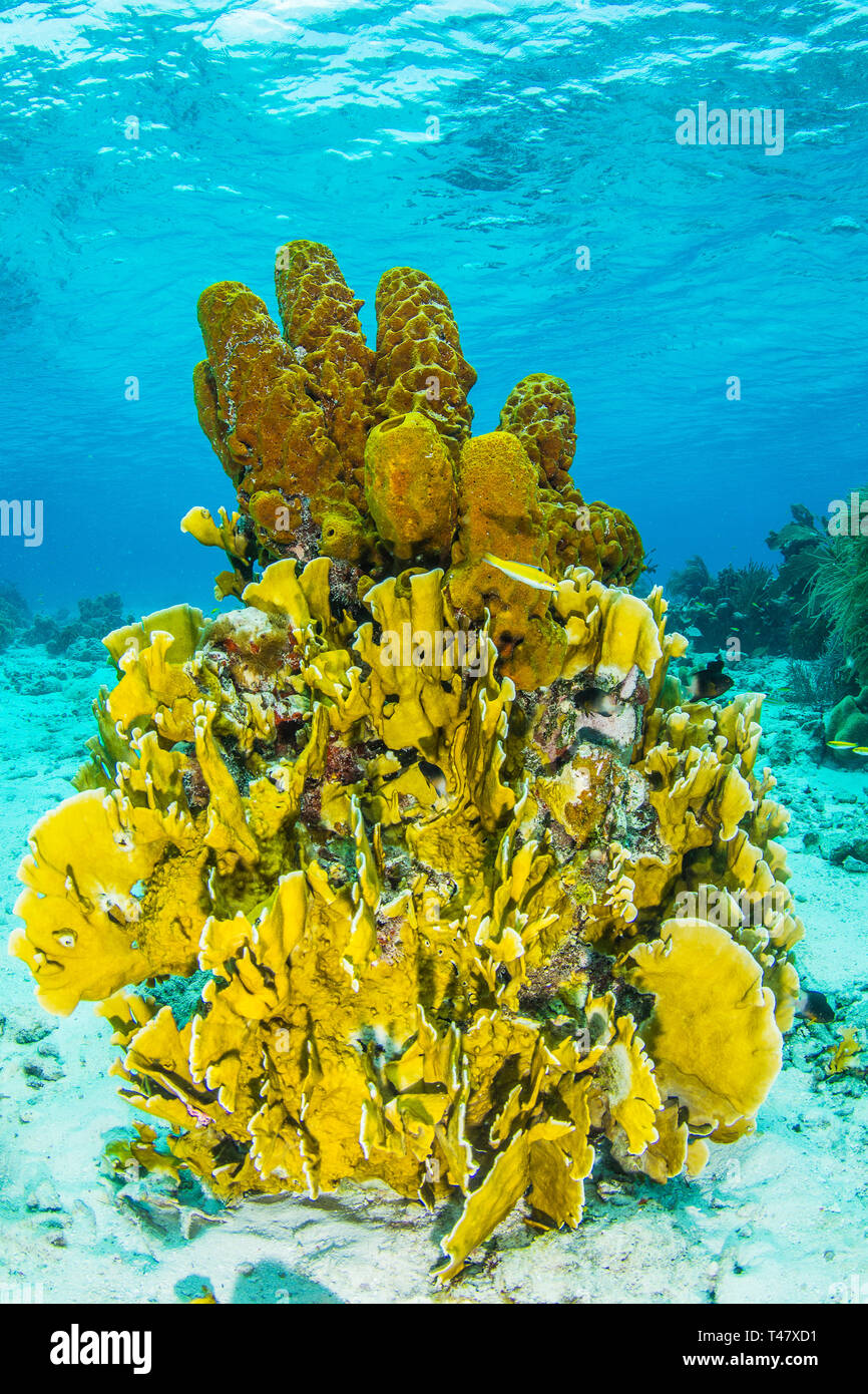 Reef scenery, Yellow tube sponge (Aplysina fistularis)coral fire and ...