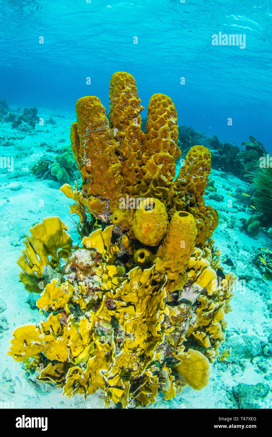 Reef scenery, Yellow tube sponge (Aplysina fistularis)coral fire and ...