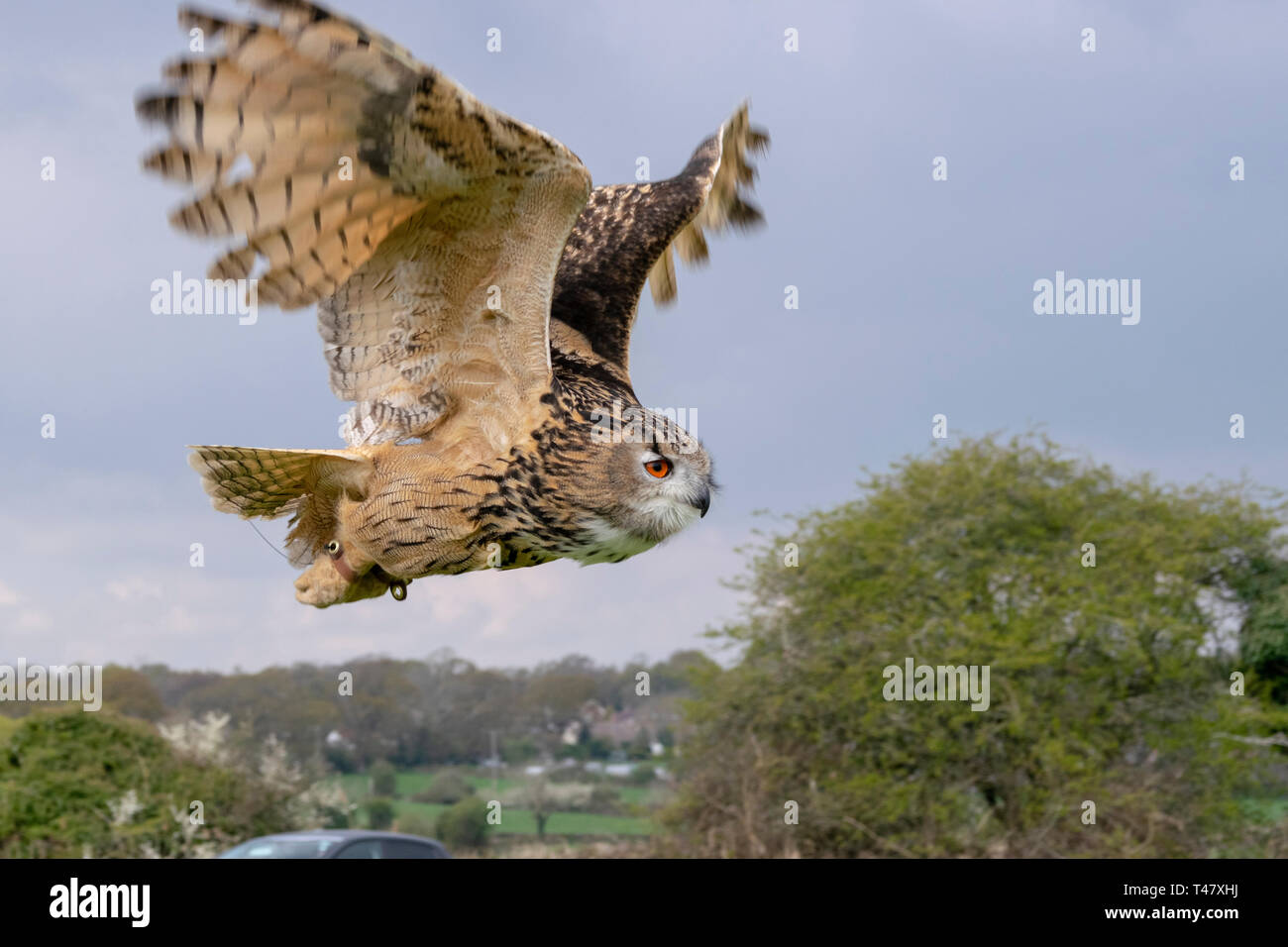 European Eagle Owl Stock Photo - Alamy