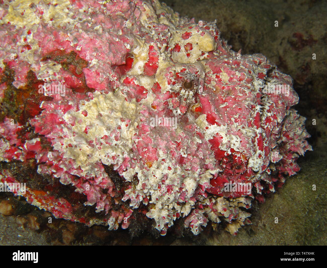 Stonefish (Synanceia verrucosa). Taking in Red Sea, Egypt Stock Photo ...