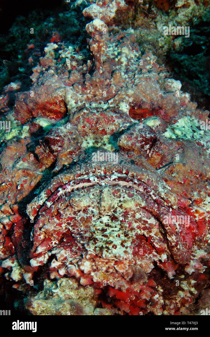 Stonefish (Synanceia verrucosa). Taking in Red Sea, Egypt Stock Photo ...