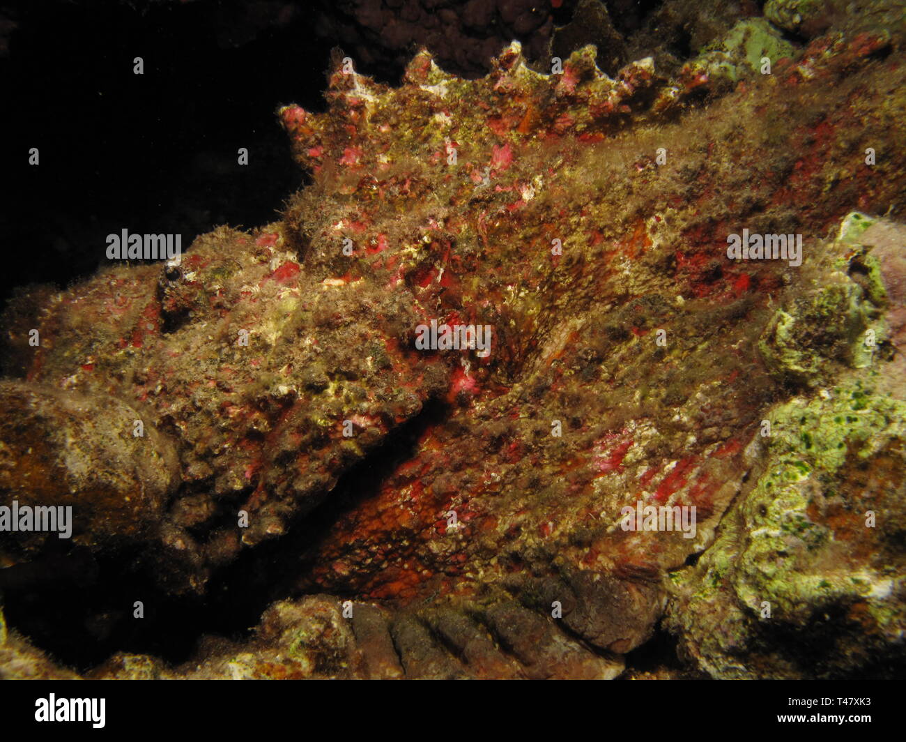 Stonefish (Synanceia verrucosa). Taking in Red Sea, Egypt Stock Photo ...