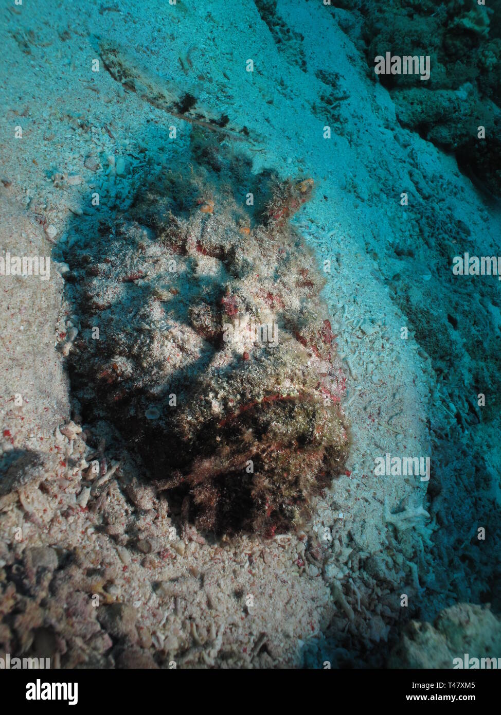 Stonefish (Synanceia verrucosa). Taking in Red Sea, Egypt Stock Photo ...