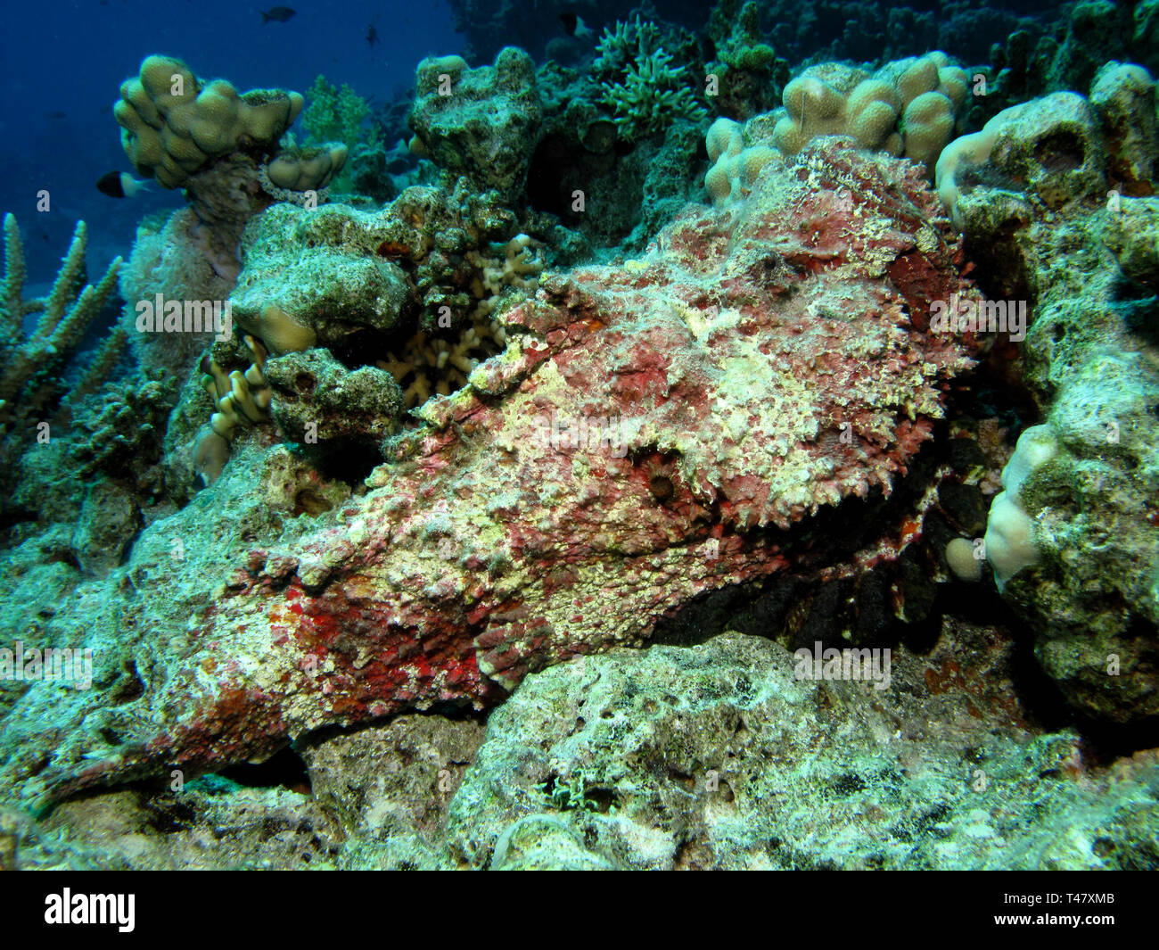 Red sea stonefish hi-res stock photography and images - Alamy