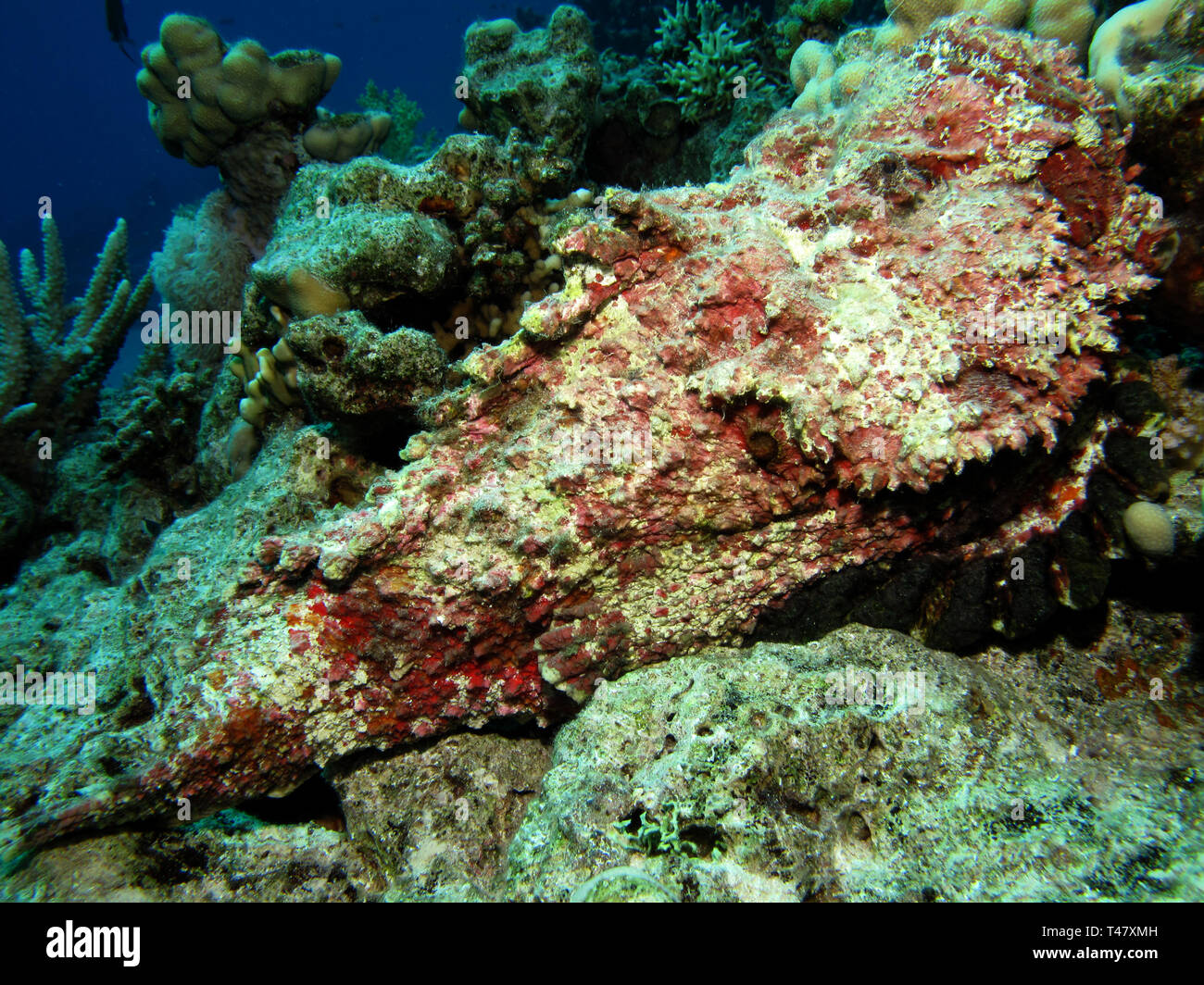 Red sea stonefish hi-res stock photography and images - Alamy