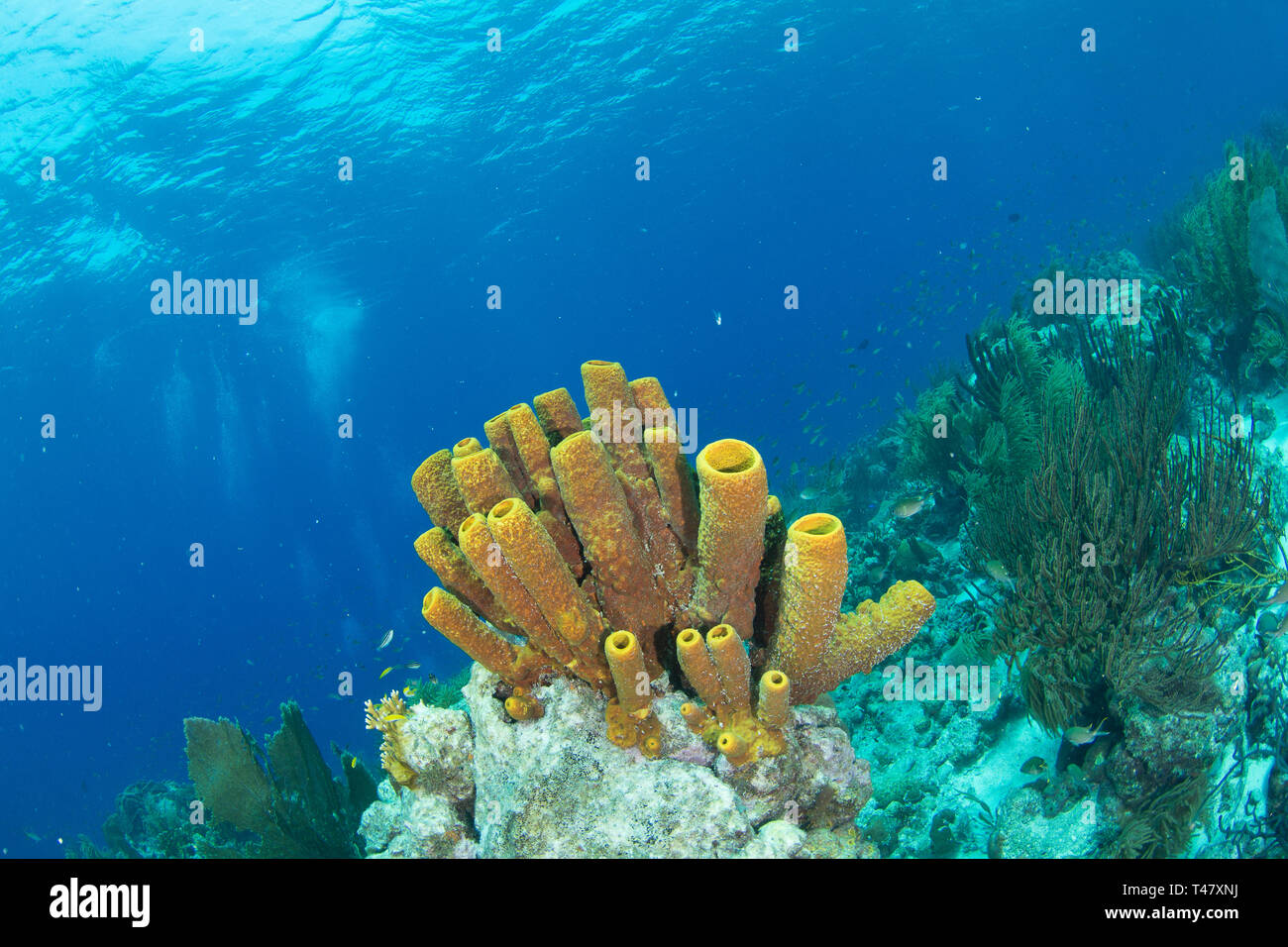 Reef scenery, Yellow tube sponge (Aplysina fistularis)coral fire and ...