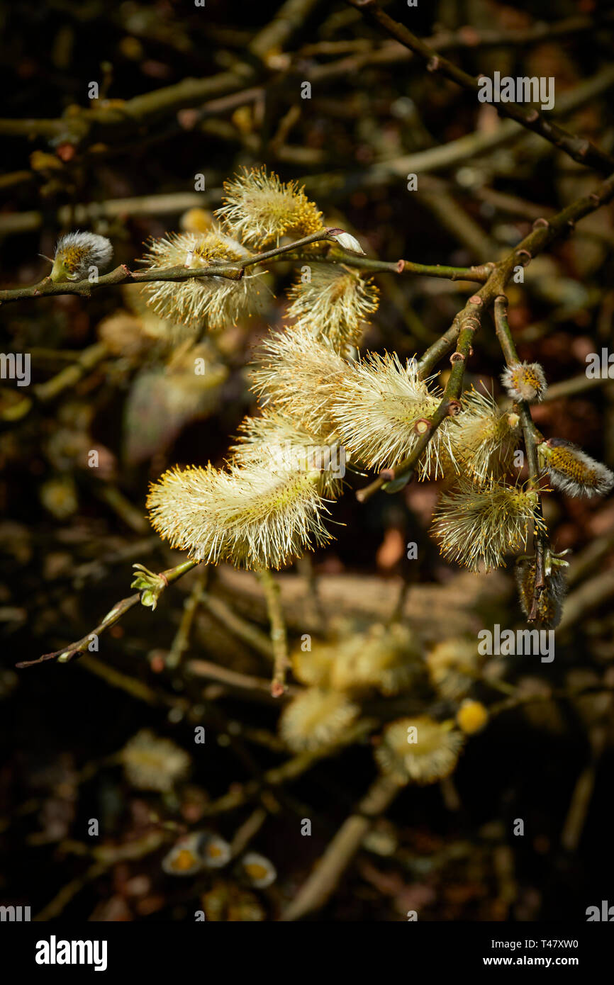 Drooping catkin in spring hi-res stock photography and images - Alamy