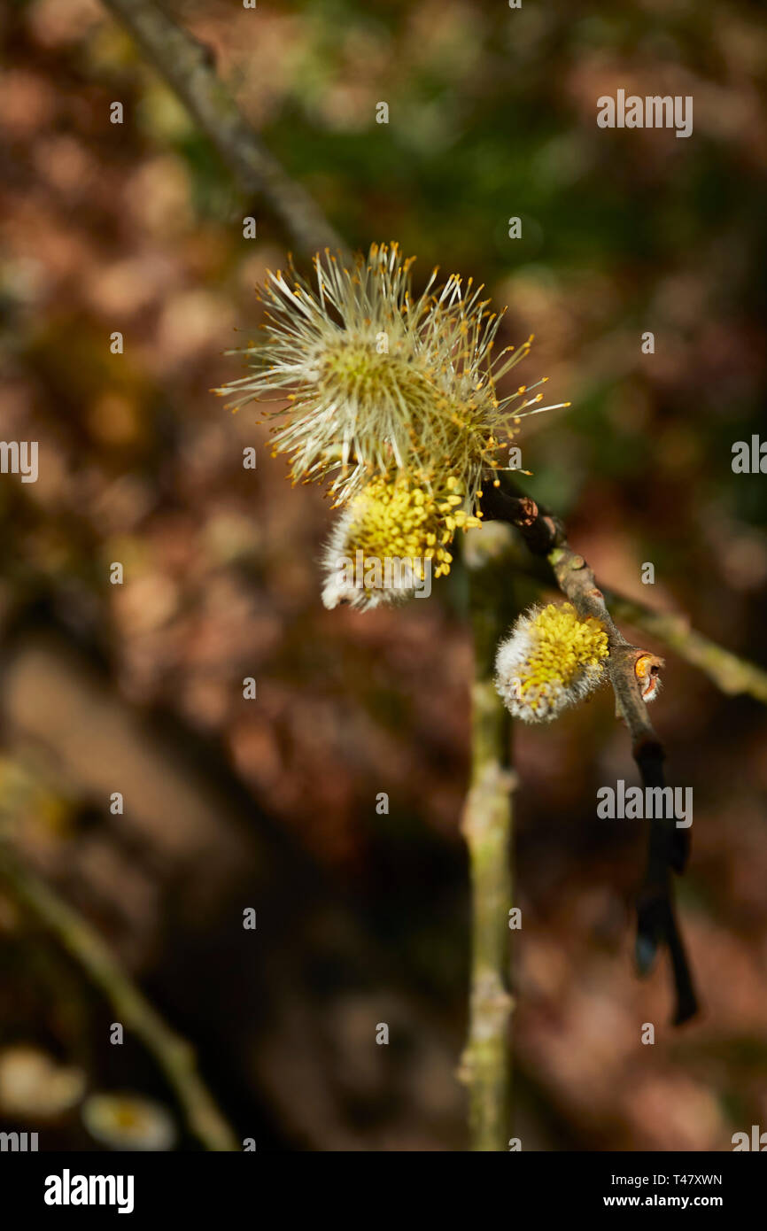 Spring catkins nature close-up in spring woodland, Surrey, England ...