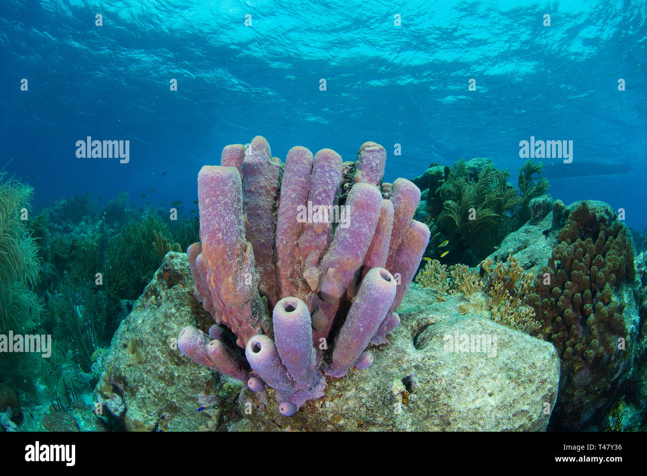Reef scenery, Yellow tube sponge (Aplysina fistularis)coral fire and ...