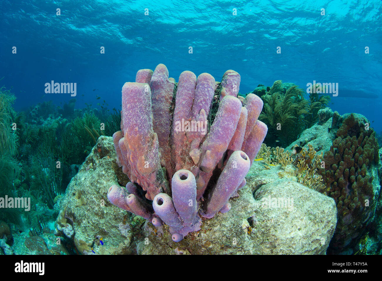 Reef scenery, Yellow tube sponge (Aplysina fistularis)coral fire and ...