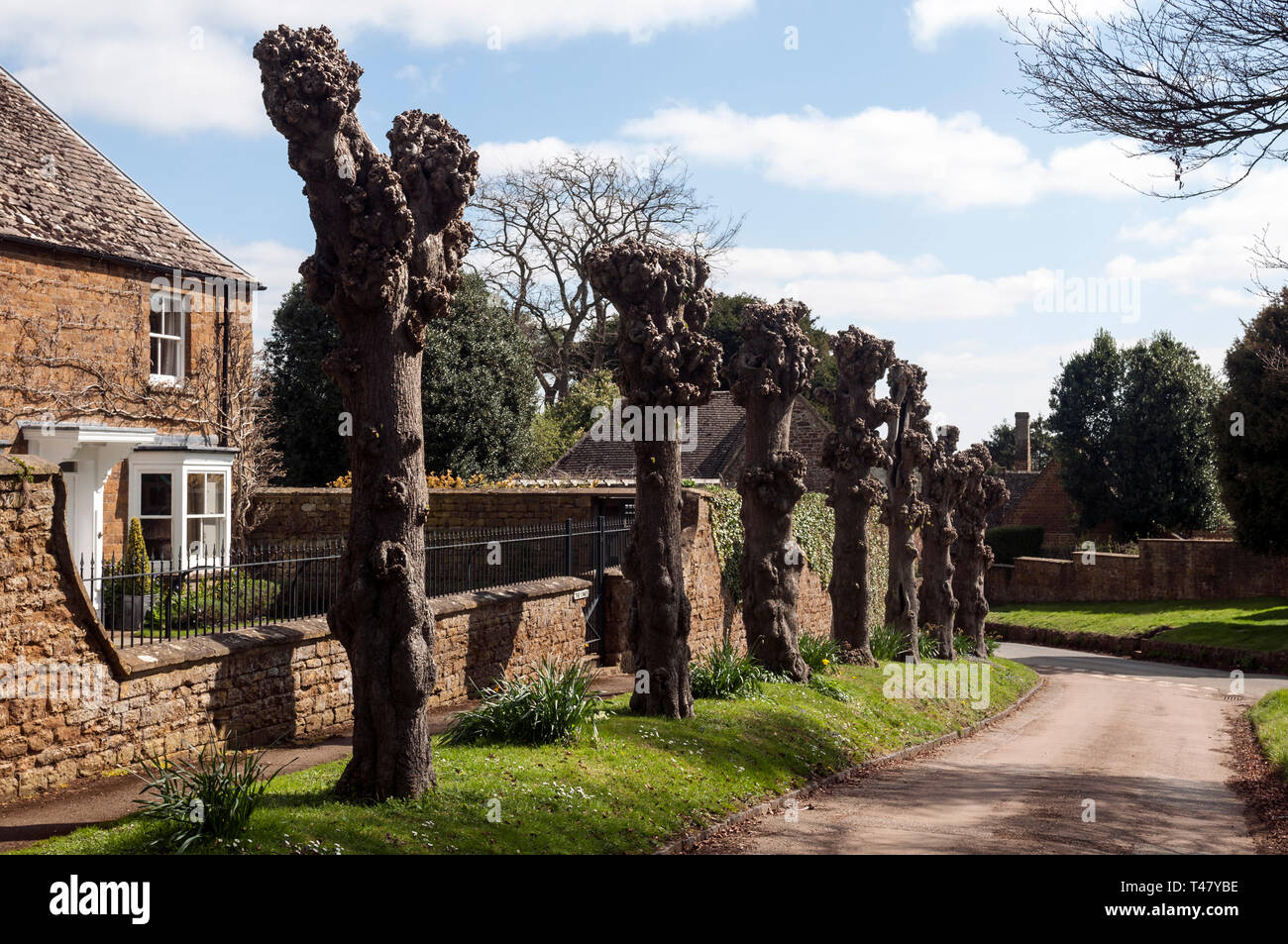 Lime trees in Shenington village, Oxfordshire, England, UK Stock Photo ...