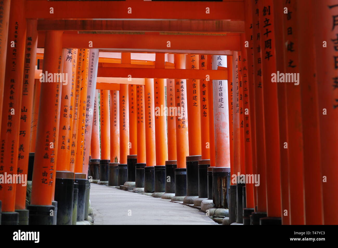 Red torii corridor in Fushimi Inari taisha, Kyoto Stock Photo - Alamy