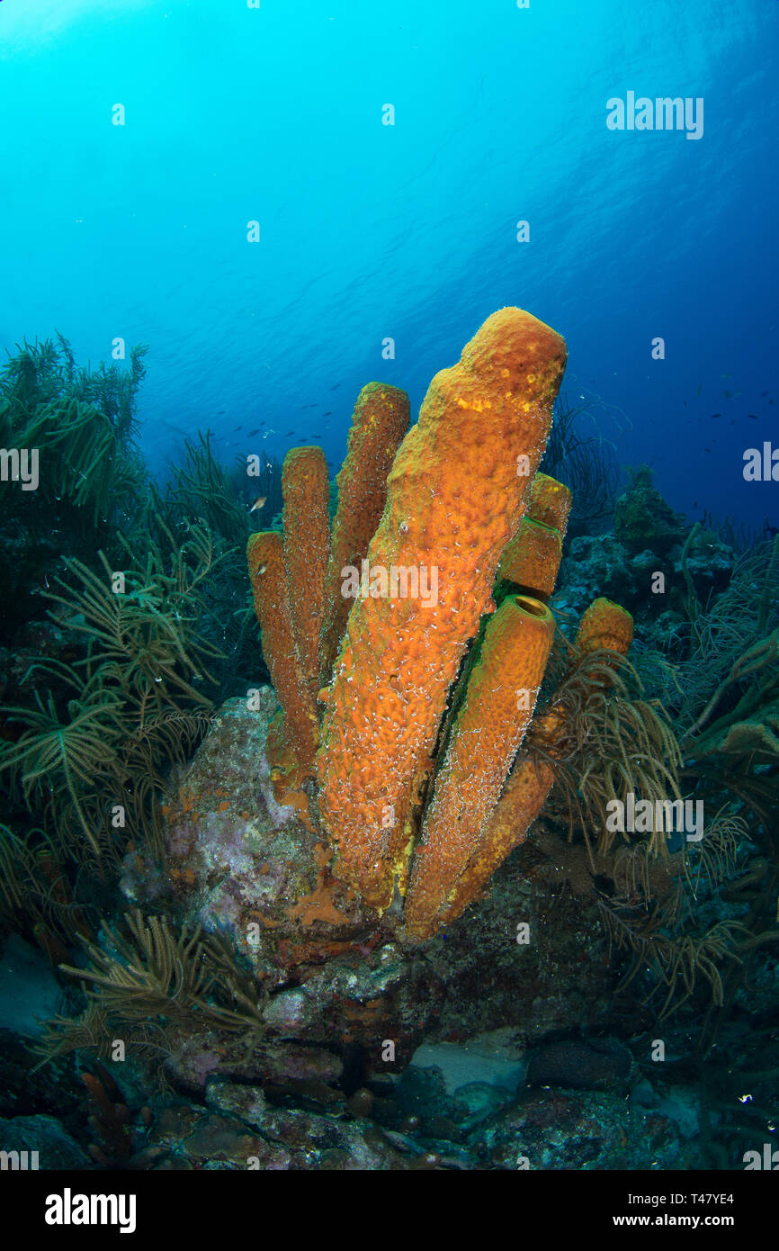 Reef scenery, Yellow tube sponge (Aplysina fistularis)coral fire and ...