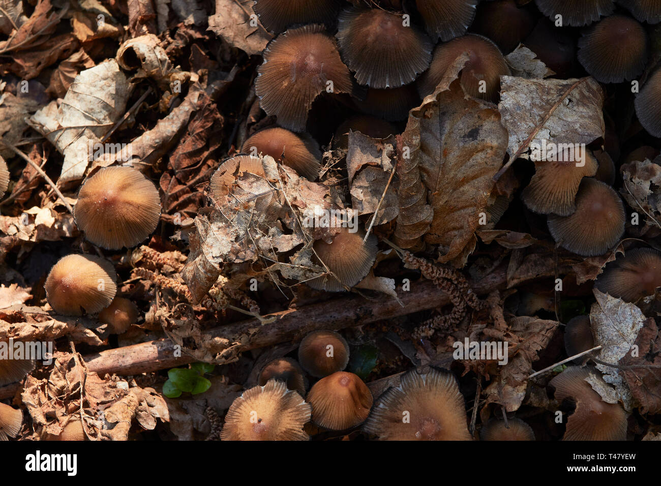 Hypholoma fasciculare, sulphur tuft mushroom clump on a woodland floor ...