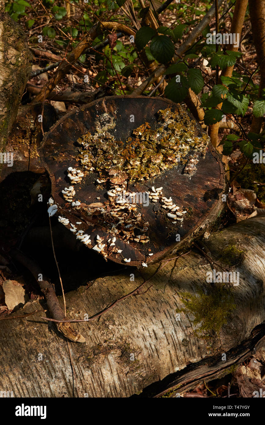 Bracket fungi on end of tree stump on forest floor, intimate nature ...