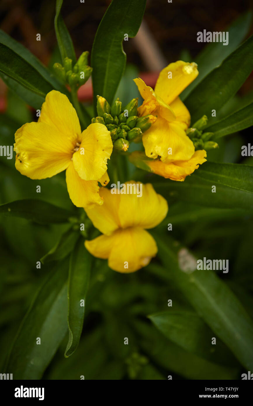 Close-up yellow wallflower with green background in garden setting ...