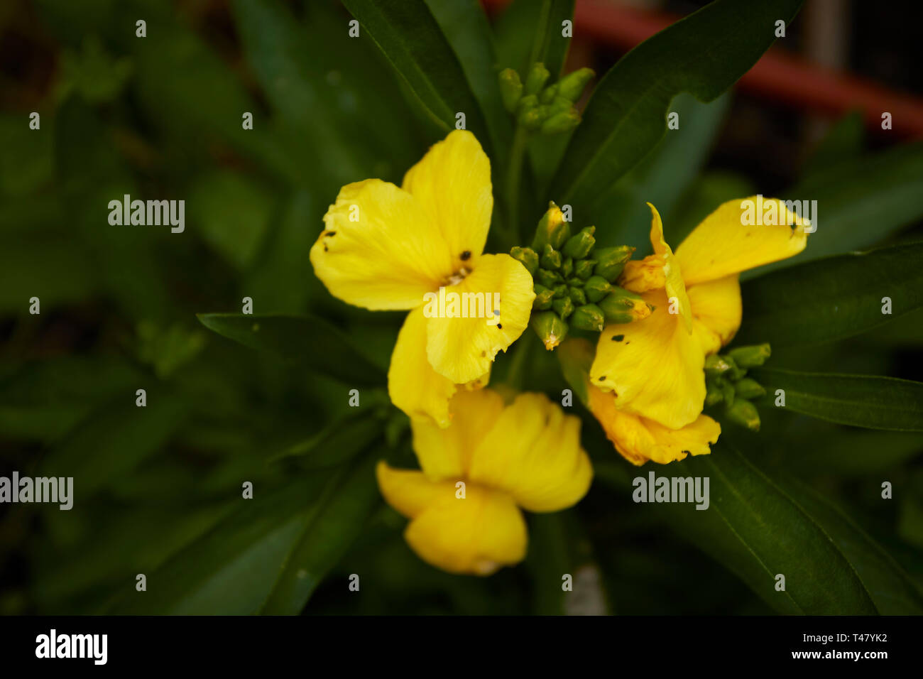 Close-up yellow wallflower with green background in garden setting ...
