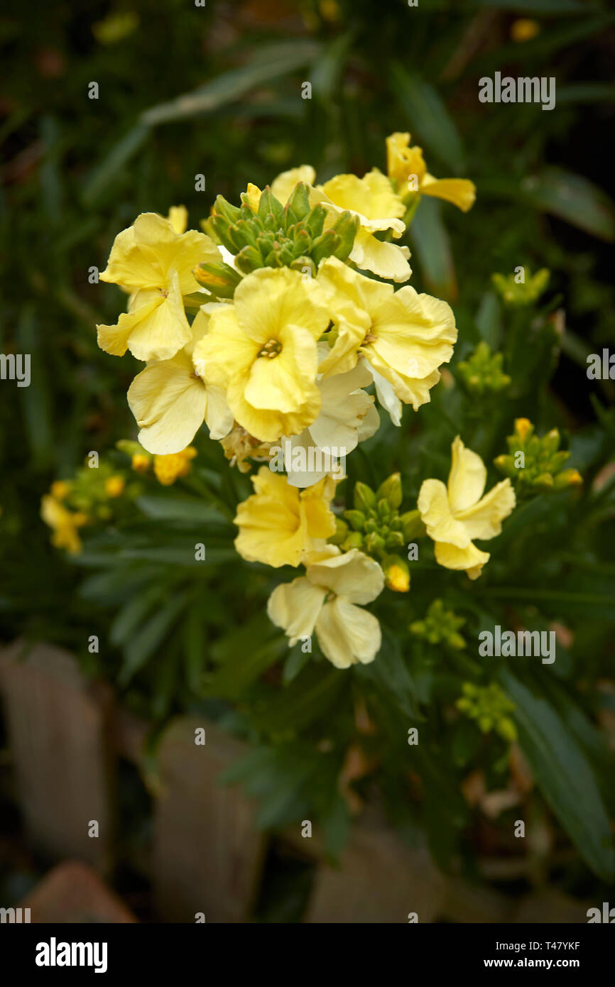 Close-up yellow wallflower with green background in garden setting ...