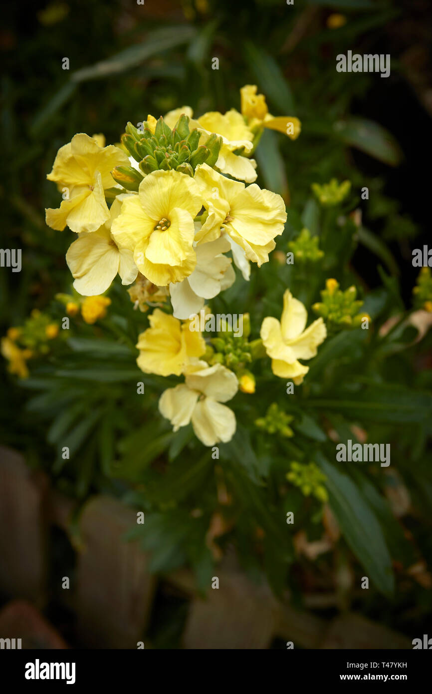 Close-up yellow wallflower with green background in garden setting ...