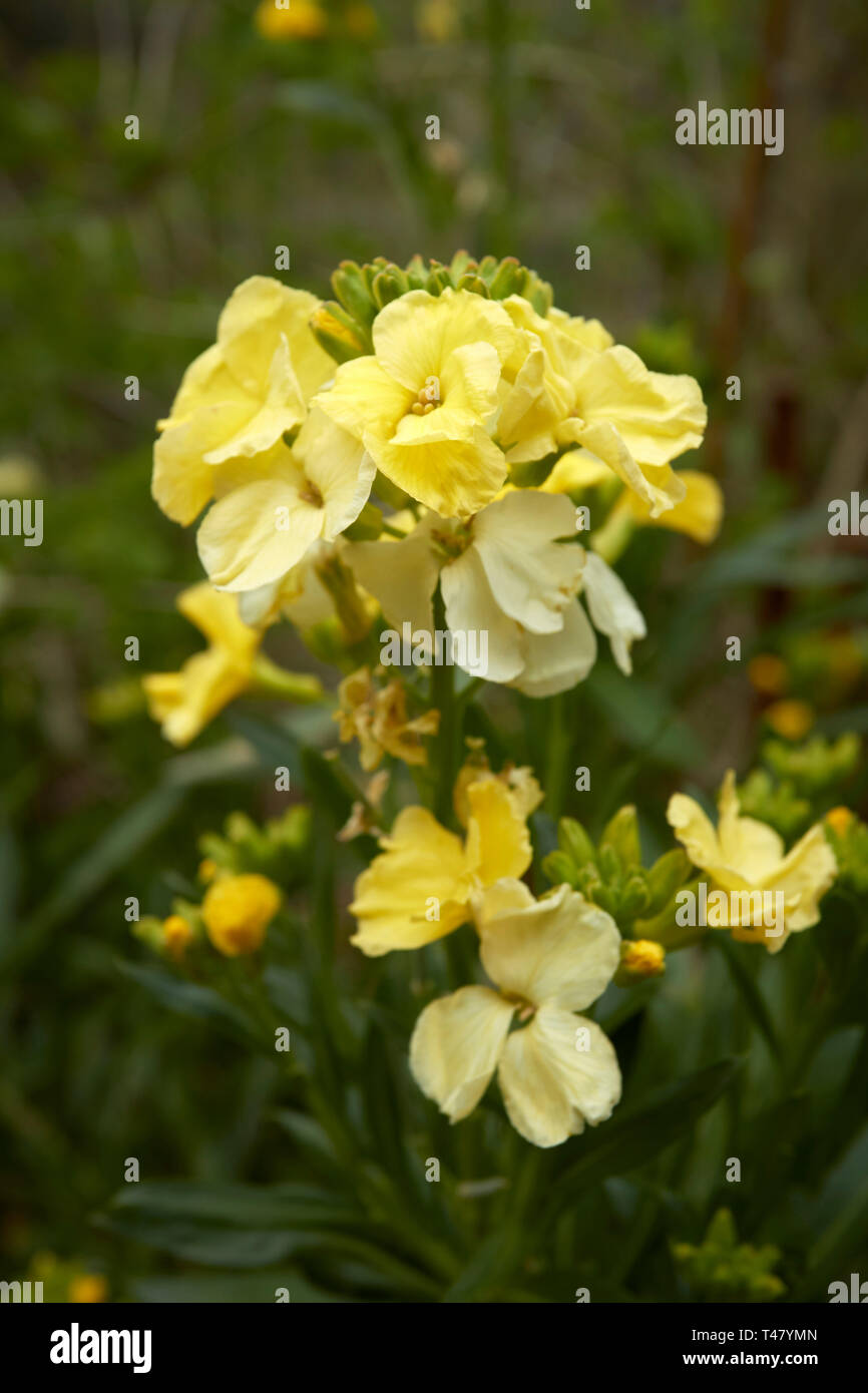 Close-up yellow wallflower with green background in garden setting ...