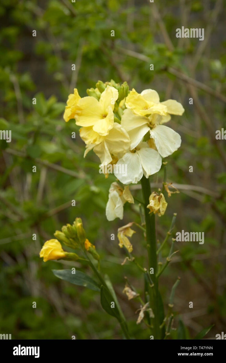 Close-up yellow wallflower with green background in garden setting ...