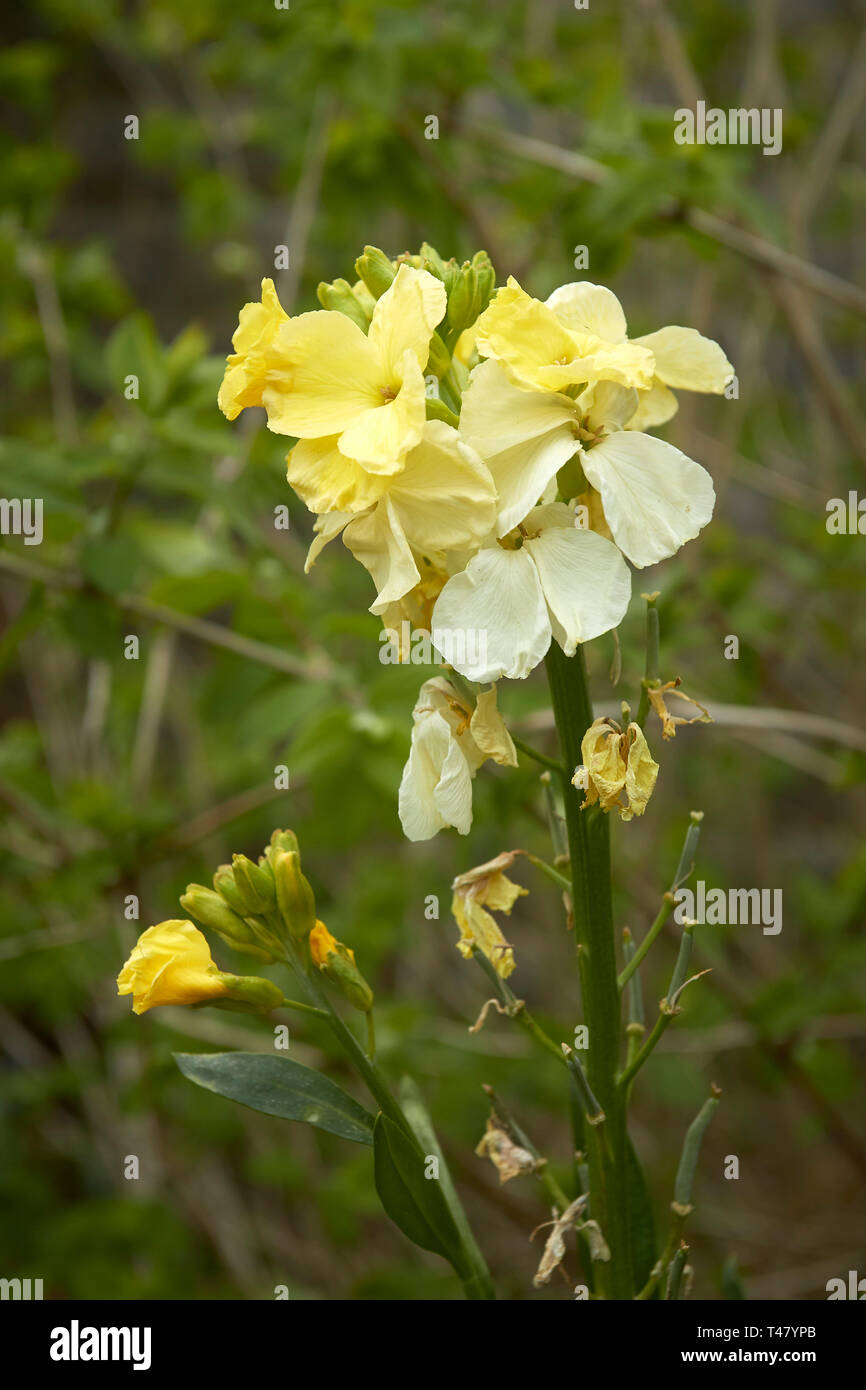 Close-up yellow wallflower with green background in garden setting ...