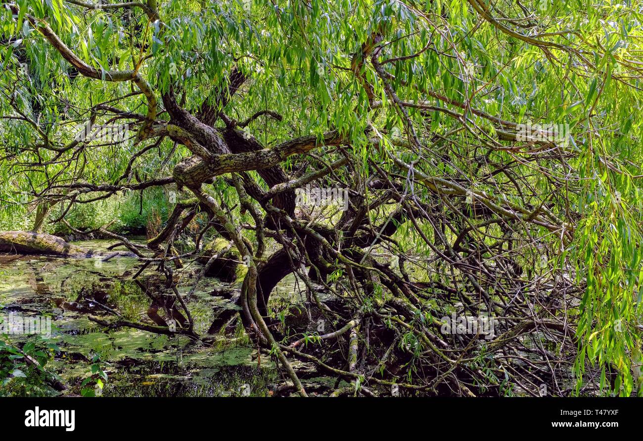 The hague south park hi-res stock photography and images - Alamy