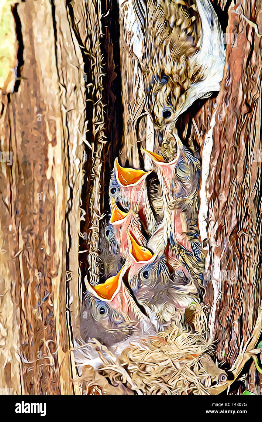 Brown creeper nest hi-res stock photography and images - Alamy