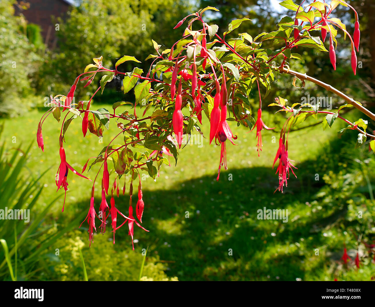 Fuschia bush hi-res stock photography and images - Alamy