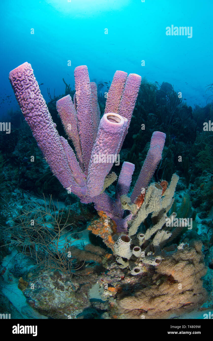 Reef scenery, Yellow tube sponge (Aplysina fistularis)coral fire and ...