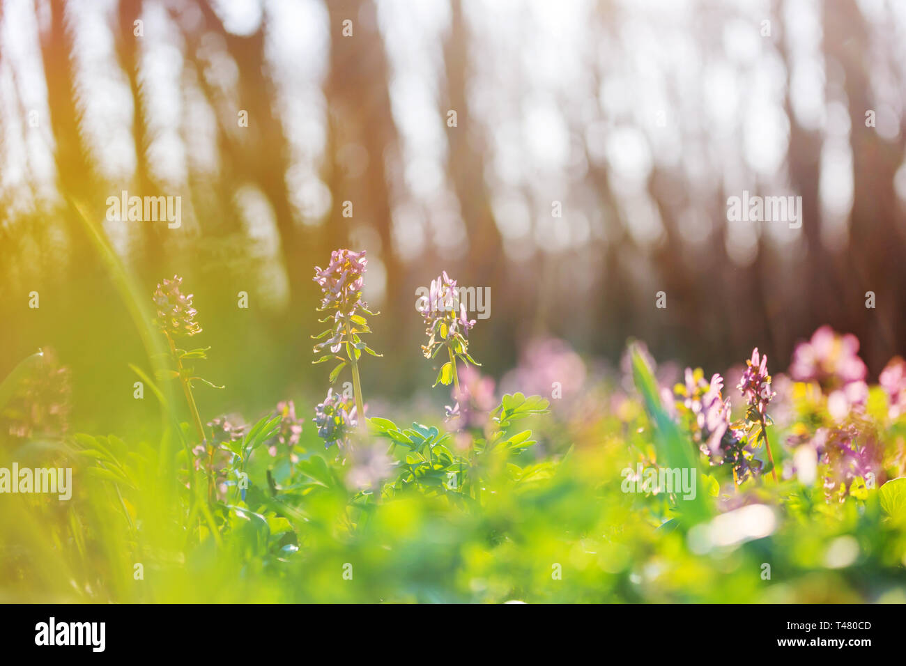 Beautiful woodland landscapes. Spring flowers In the forest Stock Photo ...