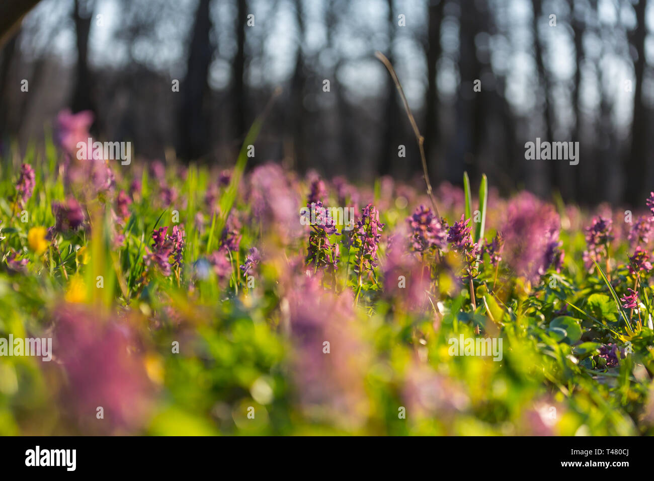 Beautiful woodland landscapes. Spring flowers In the forest Stock Photo ...