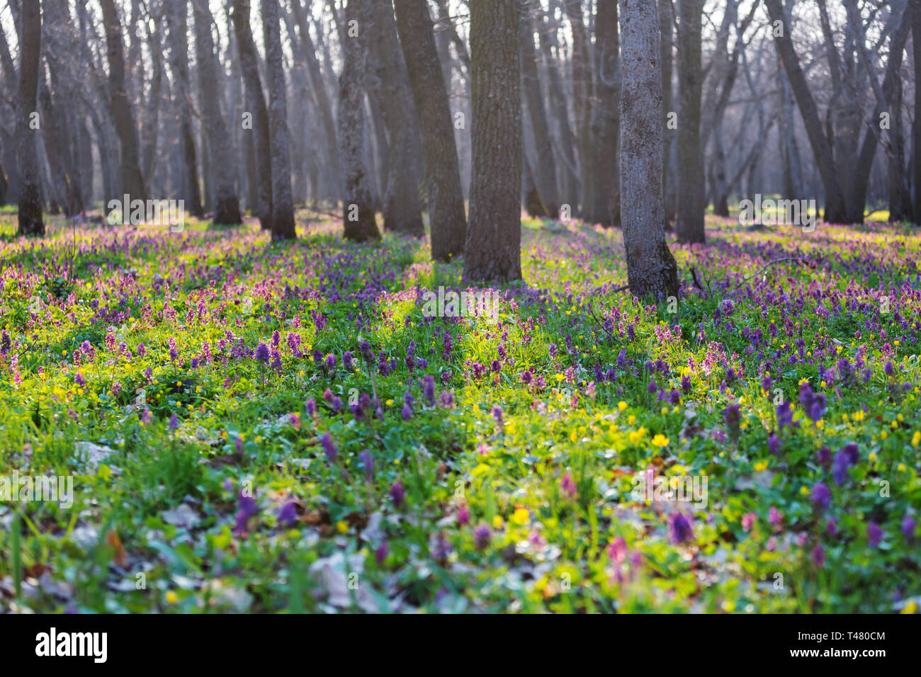 Beautiful woodland landscapes. Spring flowers In the forest Stock Photo ...