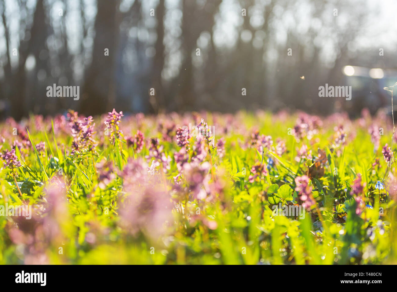Beautiful woodland landscapes. Spring flowers In the forest Stock Photo ...